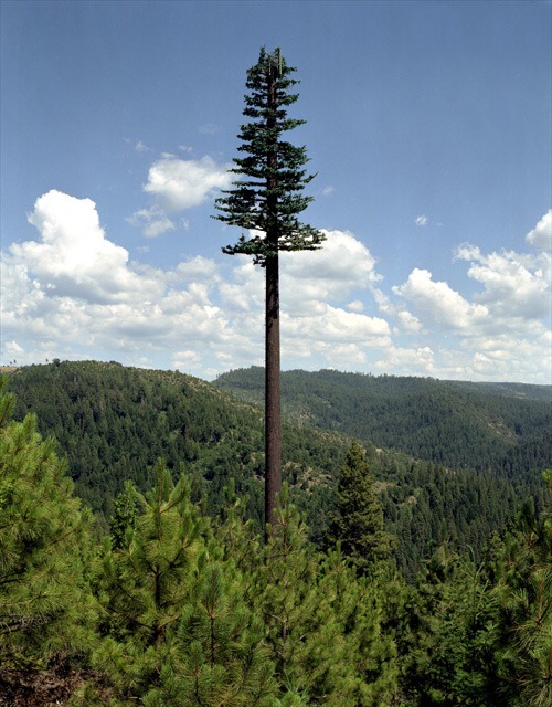Camouflaged Cell Phone Towers | Amusing Planet